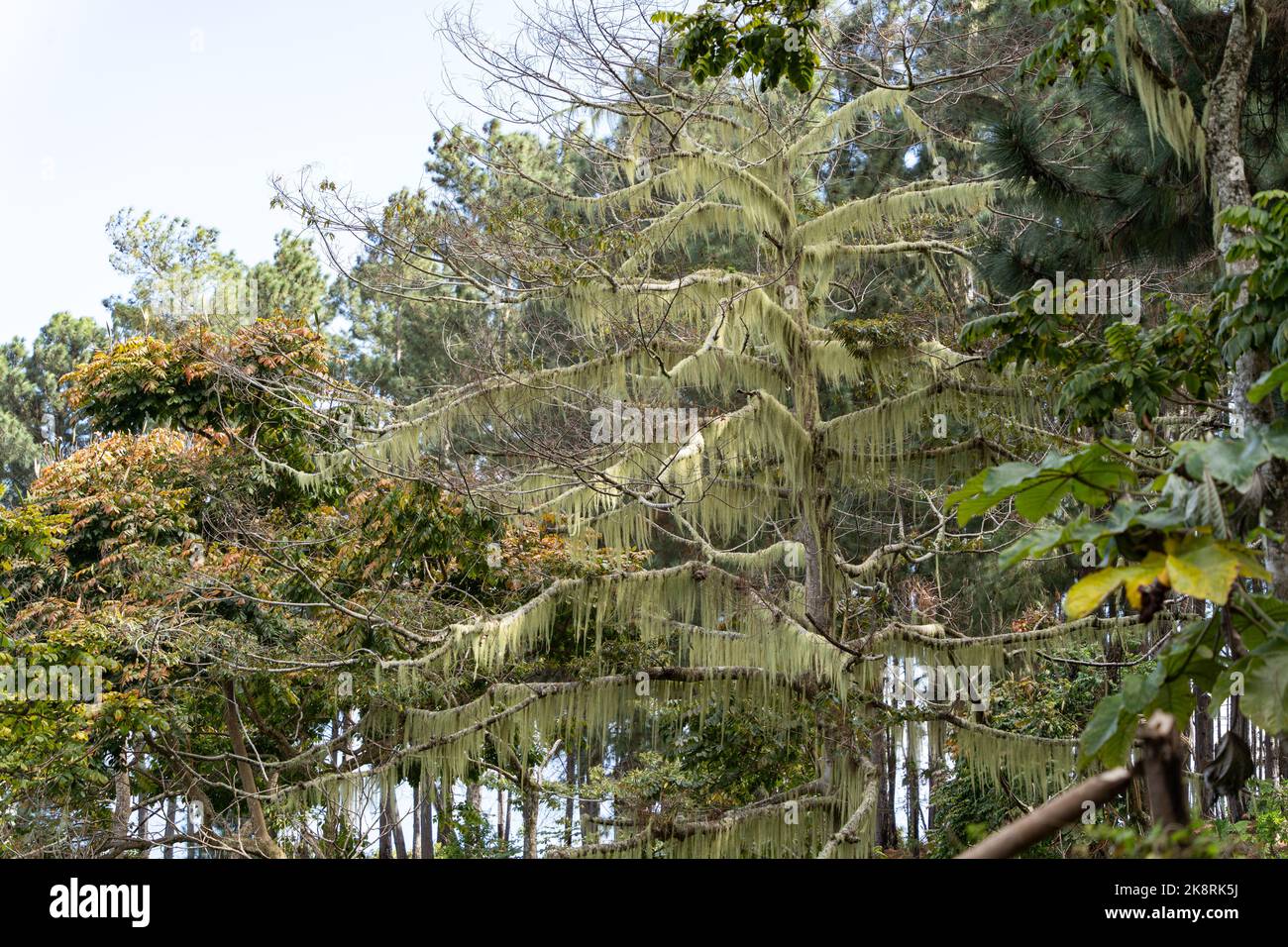 An Old man's beard tree in Tahiti Stock Photo - Alamy