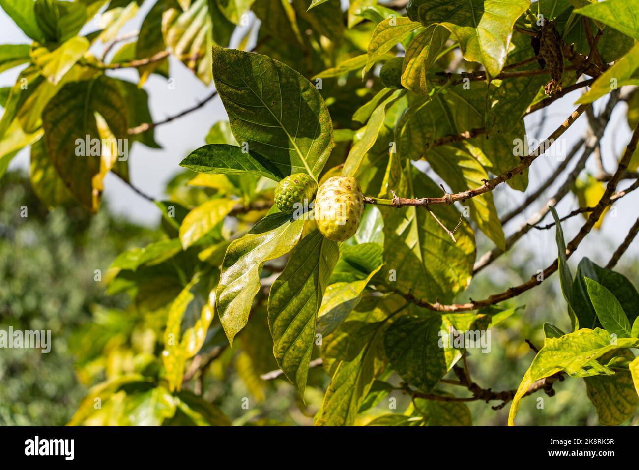 The Noni Morinda citrifolia, a fruit-bearing tree in the coffee family ...