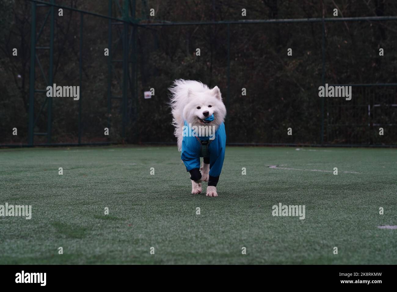 A cute fluffy white samoyed dog dressed in blue playing with a ball in ...