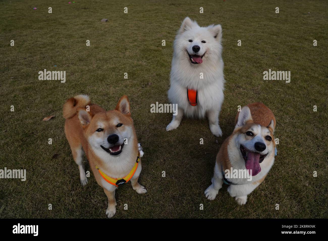 A happy triplet of different dogs wagging their tales with open mouths ...