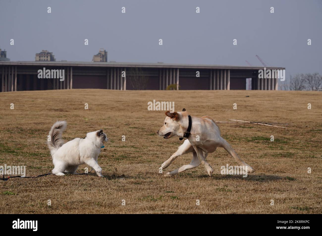 A heated contest of rivals - a fluffy white cat hissing at a large dog ...