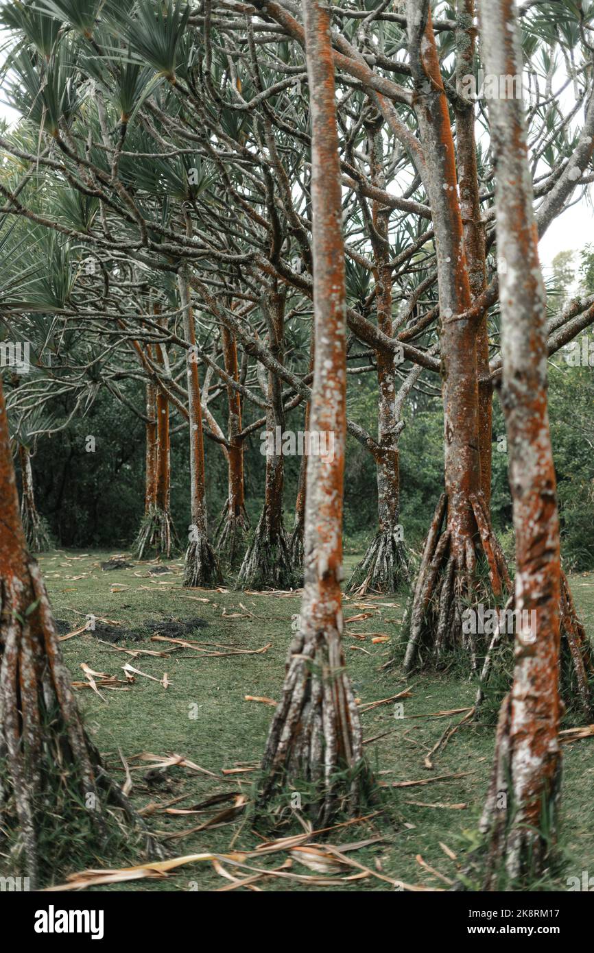 A vertical shot of a common screwpine tree (Pandanus utilis) forest ...