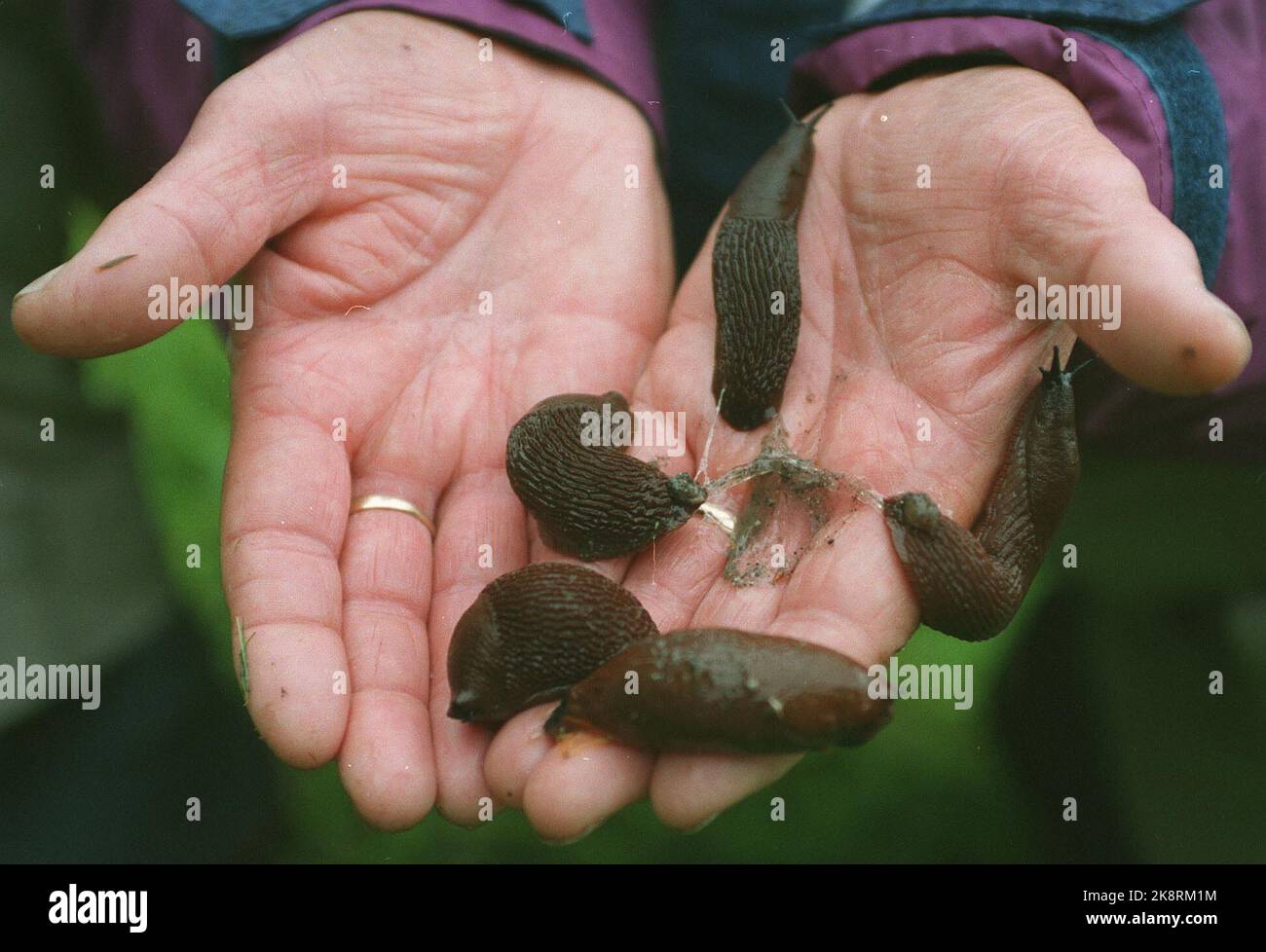 The iberian forest snail arion lusitanicus hi-res stock photography and ...