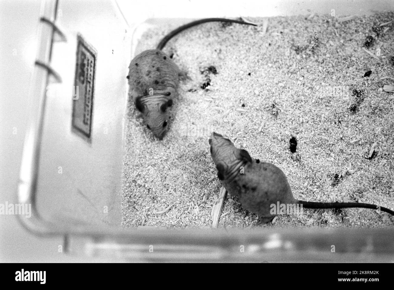 Oslo May 1974 Animal tests at the animal department at the National ...