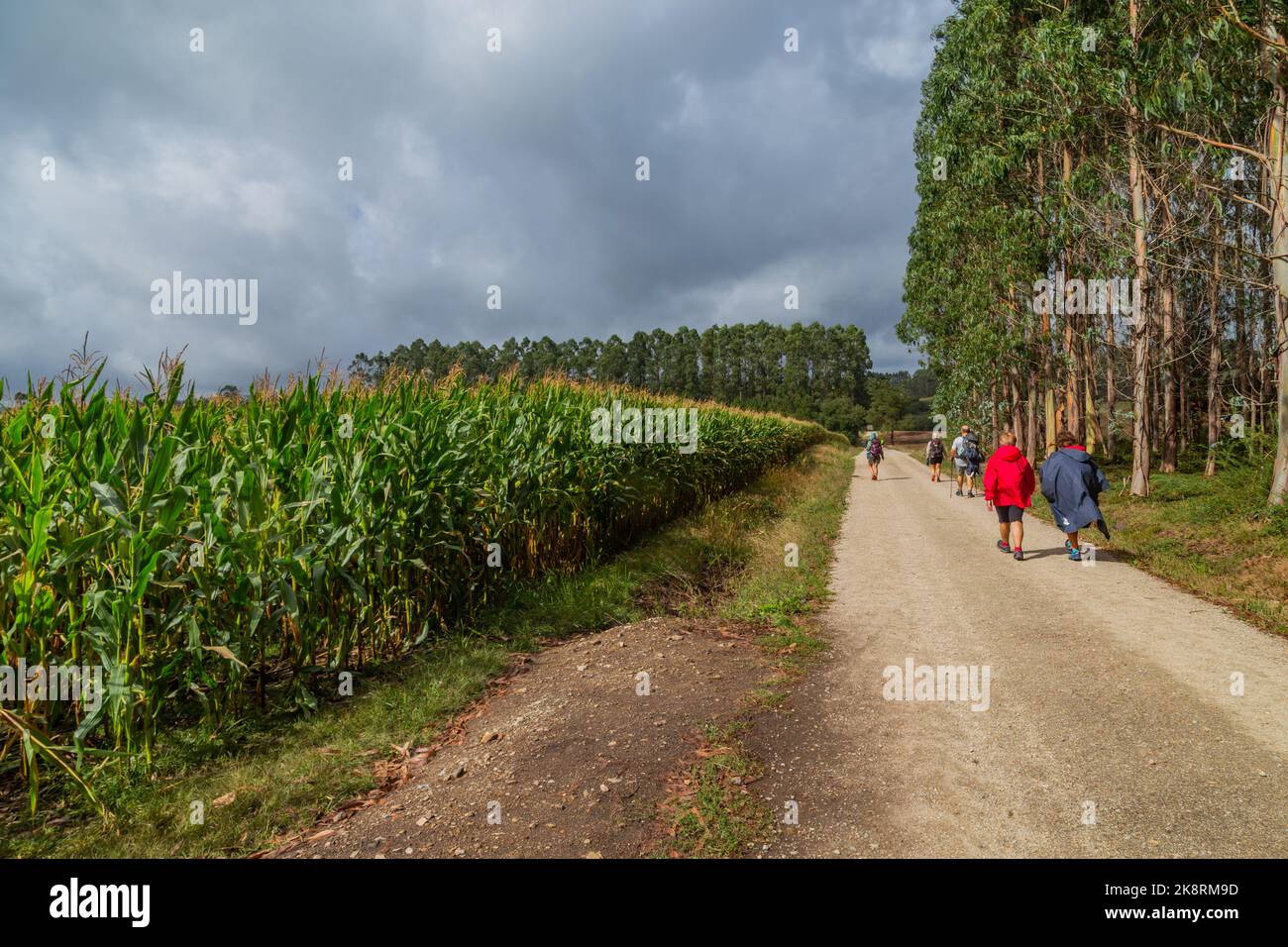 Navarre, Spain, 26 August, 2022: Pilgrims walk along the Camino De ...