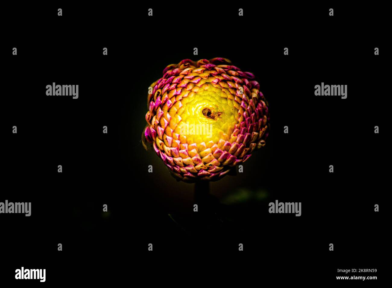 A closeup of yellow Dahlia flower on a dark background Stock Photo - Alamy