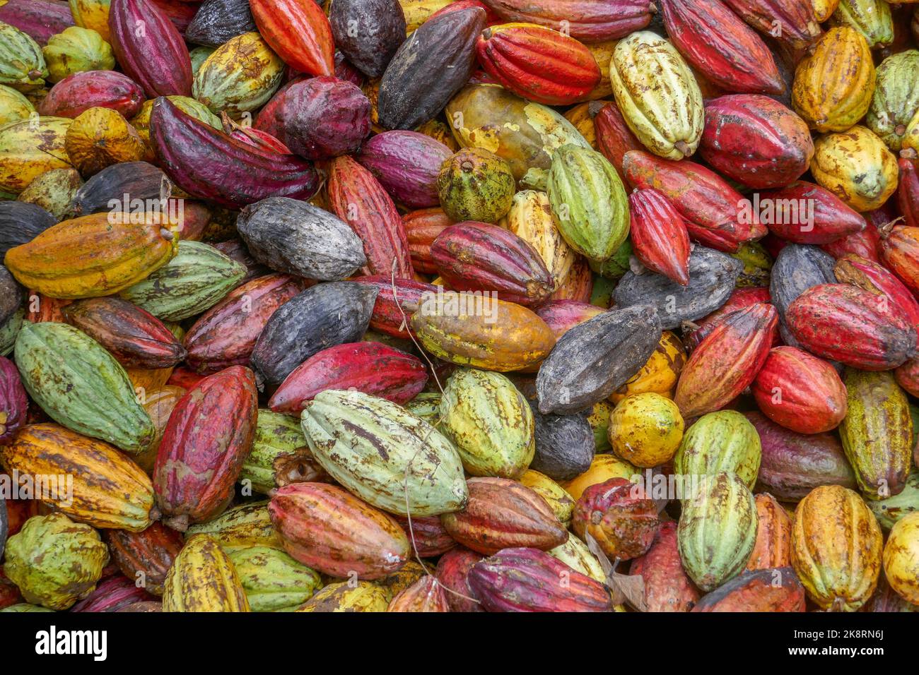 Closeup view of heap of bright and colorful cocoa pods after harvest ...