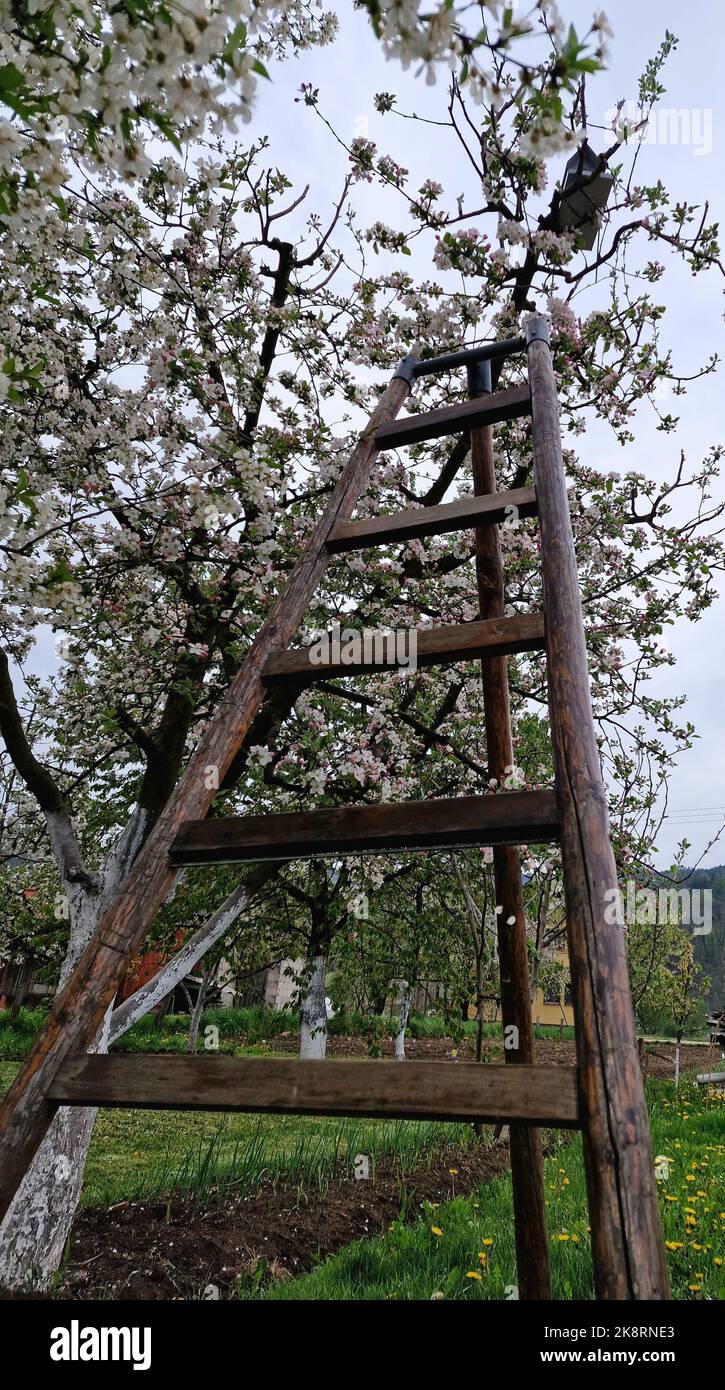 A vertical wooden ladder against a Cherry blossom tree with delicate ...