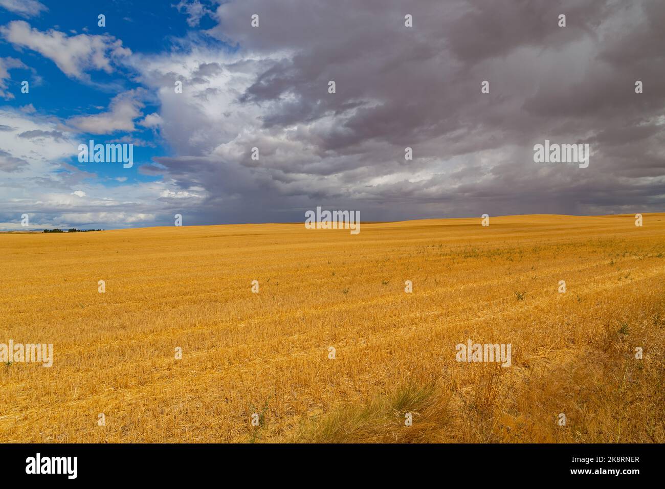 view of a crop field in the north of Spain Stock Photo - Alamy