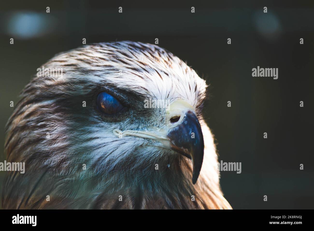 American eagle at the zoo. Hawk in captivity. Bird of the hawk family ...