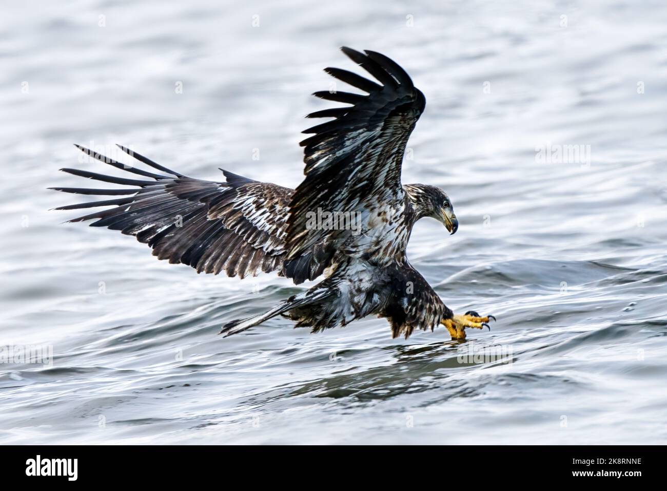 Bald eagle ready for flight hi-res stock photography and images - Alamy