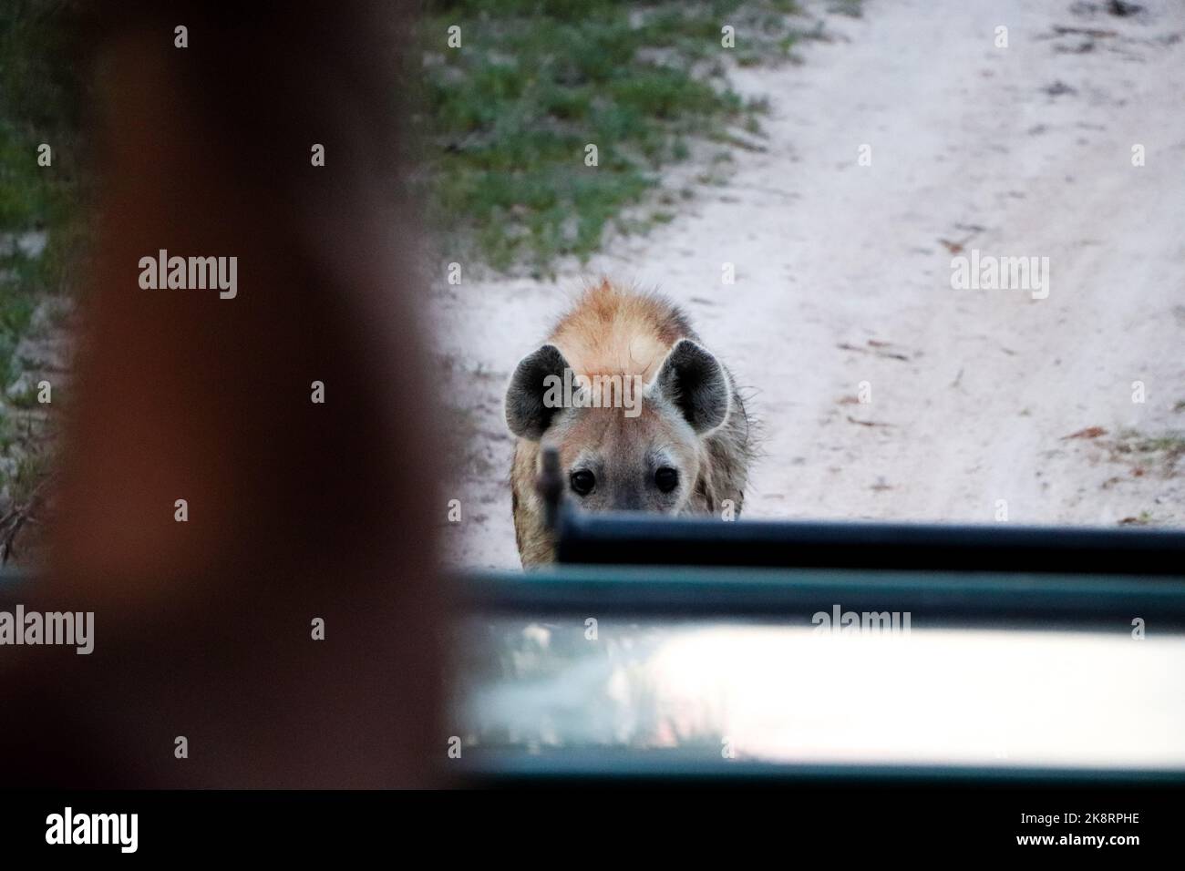 A spotted hyena (Crocuta crocuta) looking into the camera following the ...