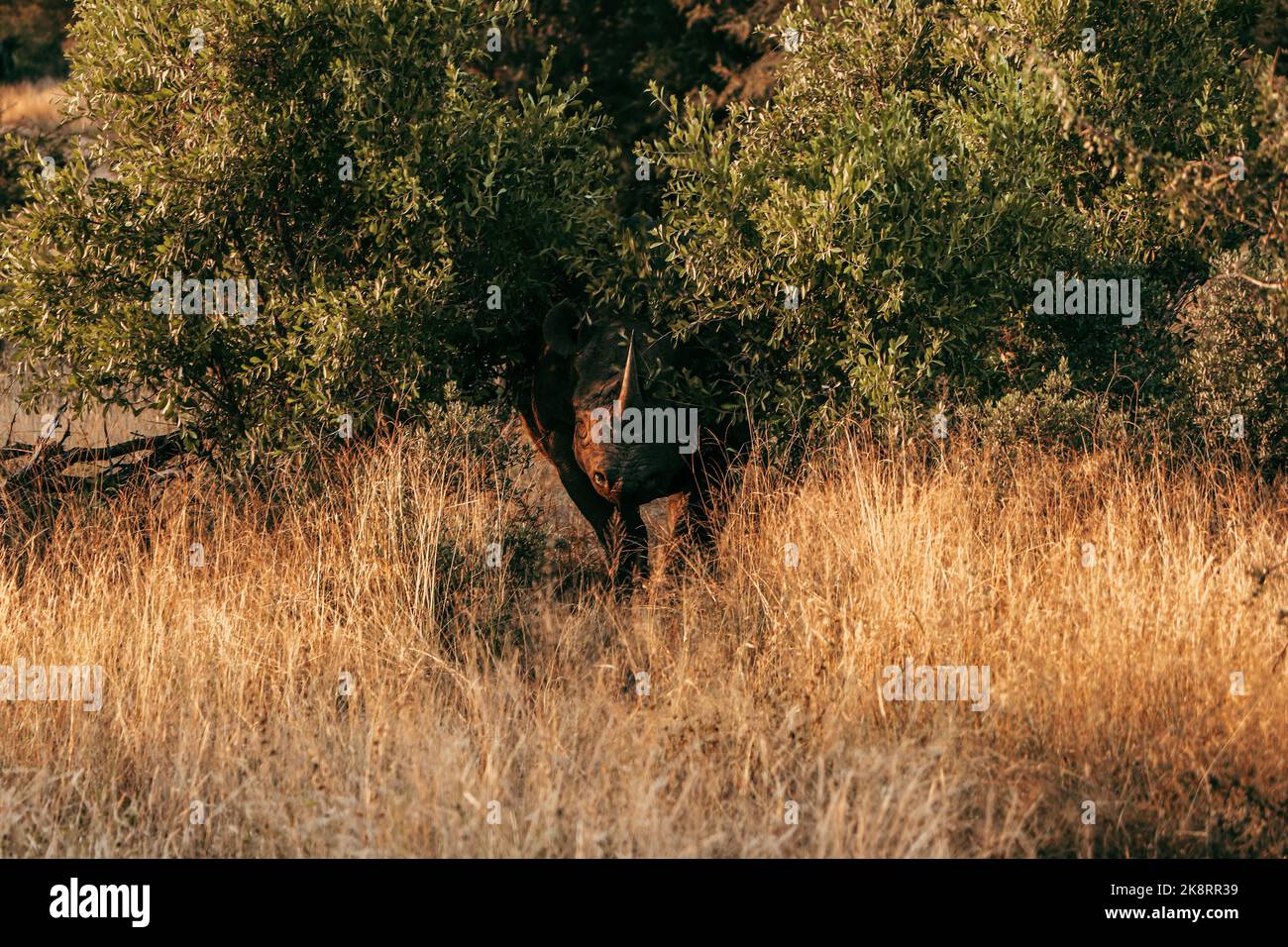 Extinct rhinoceros hi-res stock photography and images - Alamy
