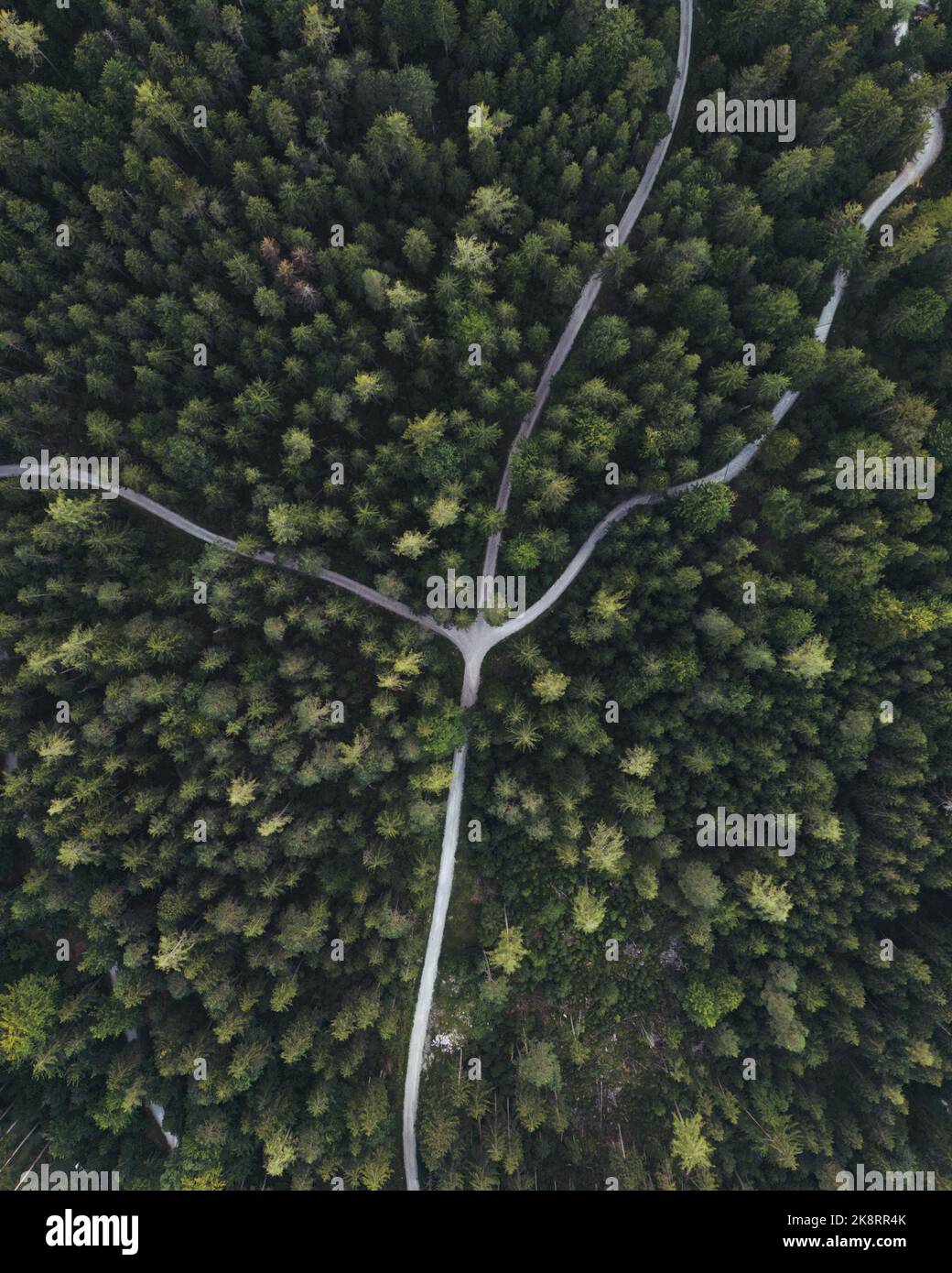 An aerial of a thick forest with yellow tops, narrow paths in Stock ...