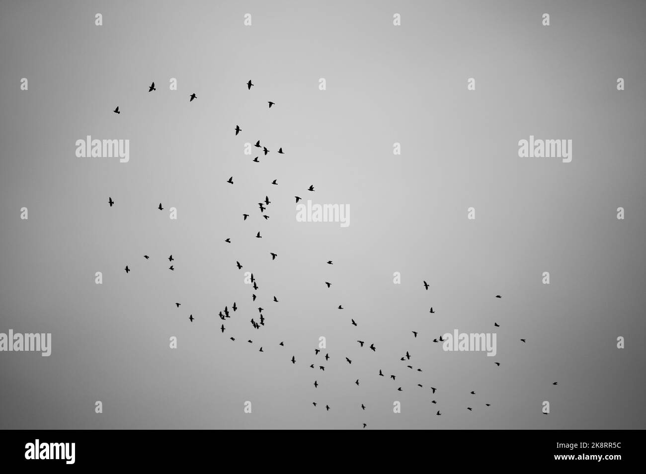 A flock silhouettes on the gray background Stock Photo - Alamy