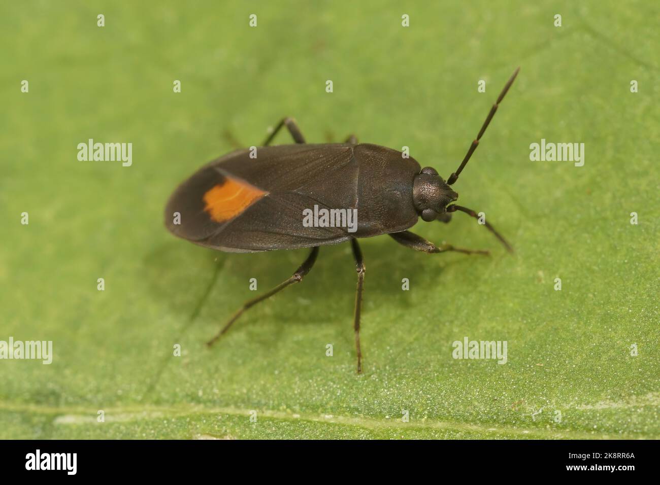 Closeup on a very distinctive black ground bug with a red spot, Aphanus ...