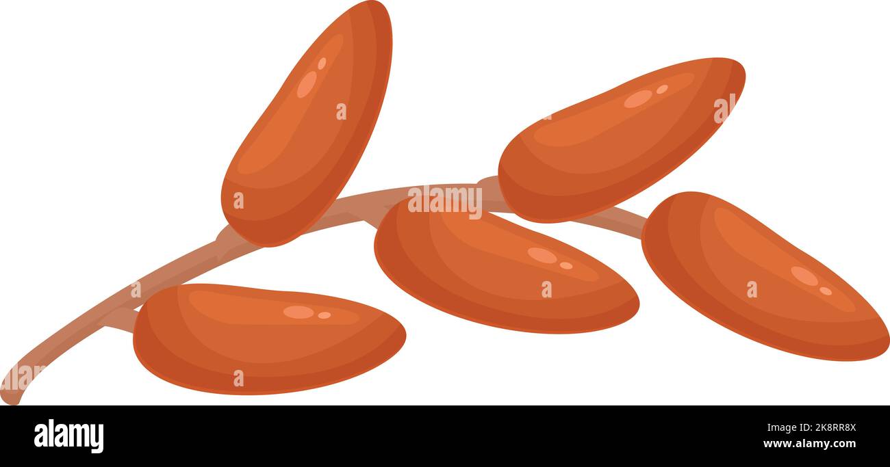 Seed date fruit icon cartoon vector. Palm food. Saudi fresh Stock ...