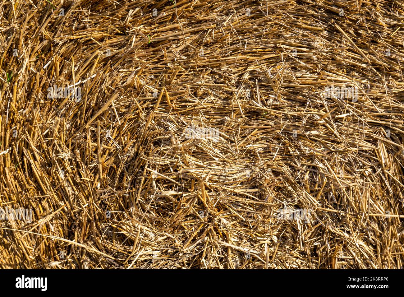 Texture of the Stack Of Hay, hay bales, dry yellow straw, close-up ...
