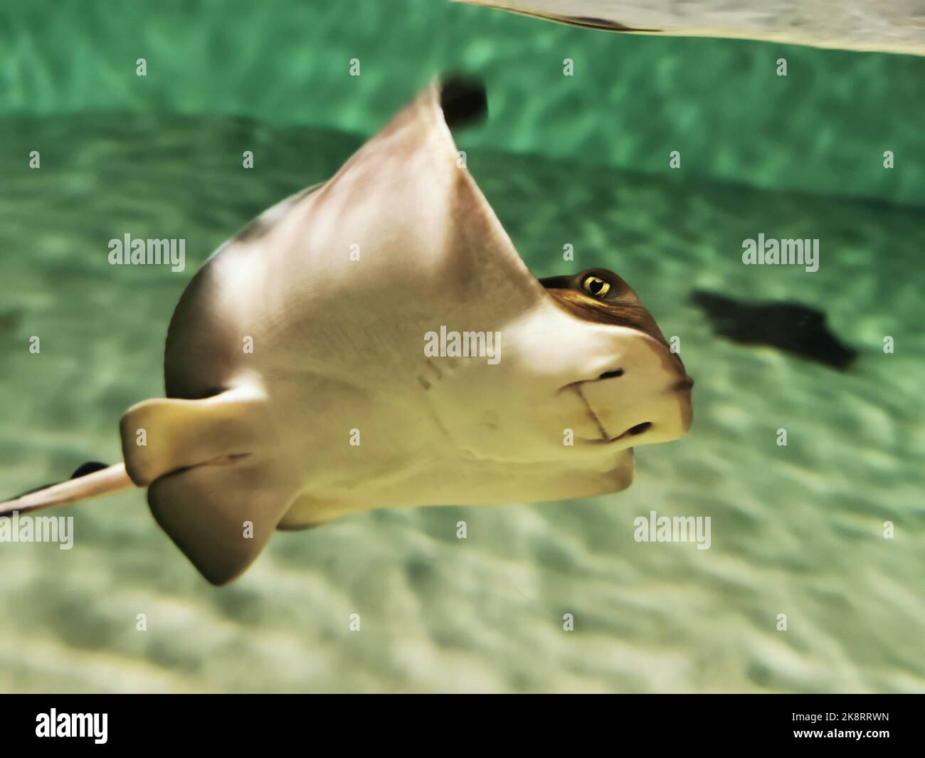 The low-angle view of a smiling stingray swimming in the water Stock ...
