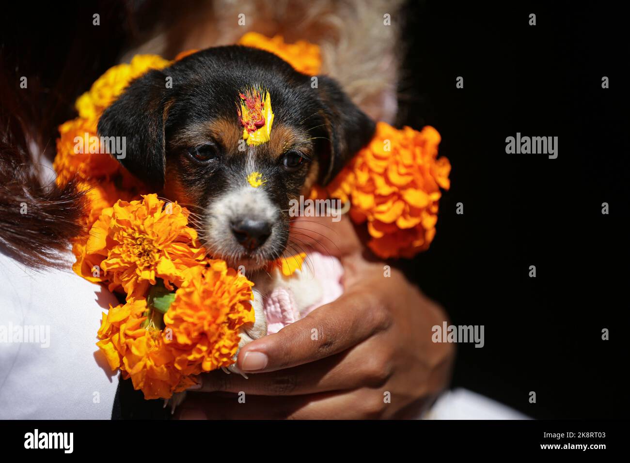 Nepal. 24th Oct, 2022. Peoples worships dogs to mark Kukur Tihar ...