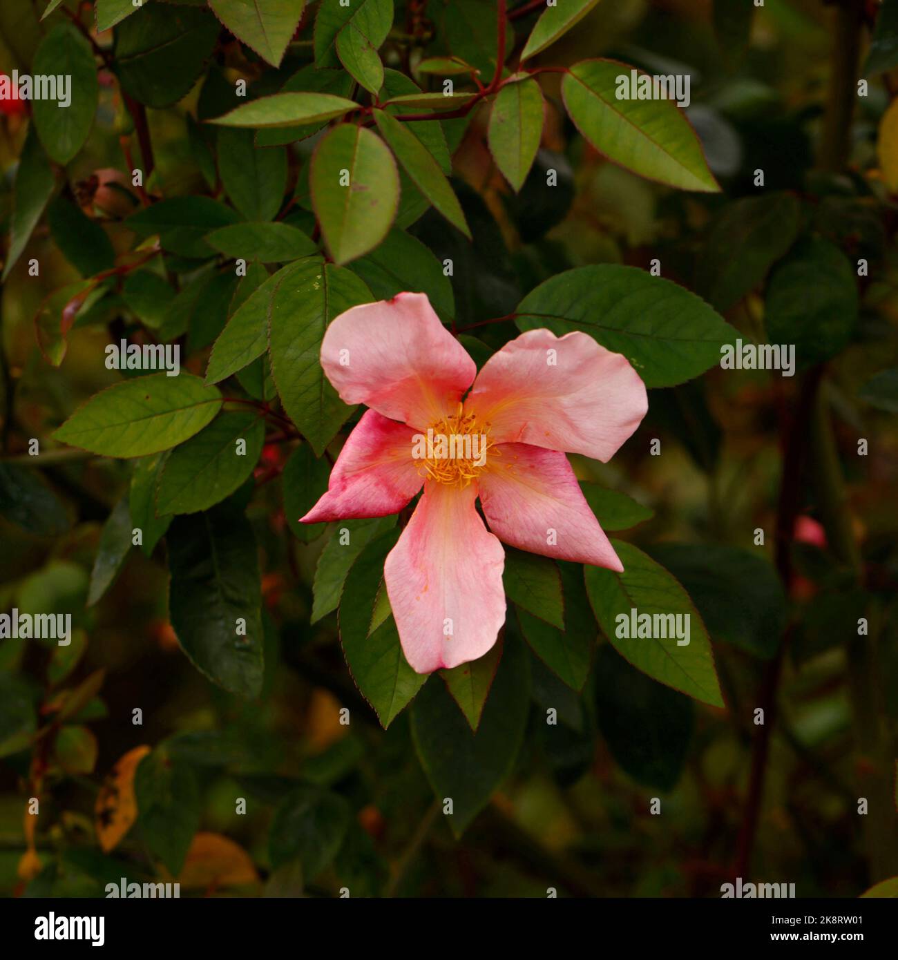 Close up of a variegated flower of the repeat flowering Chine Rose Rosa ...