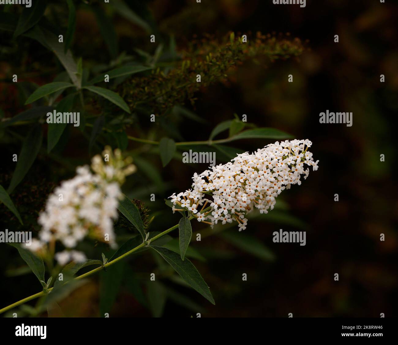 Close up of a white flower of the deciduous perennial garden plant ...