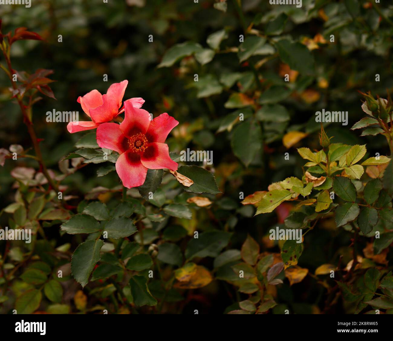 Close up of a rich pink flower with a red base of the deciduous ...