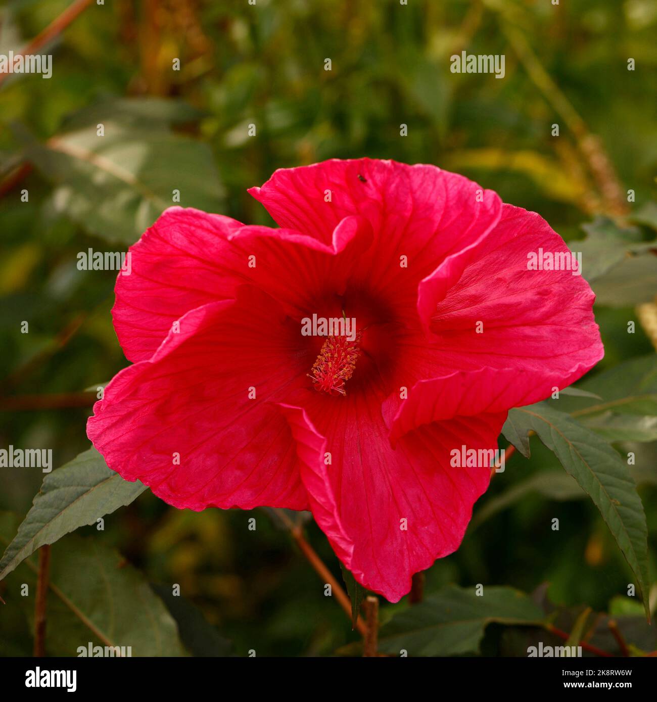 Close up of a large red flower of the herbaceous perennial garden plant ...