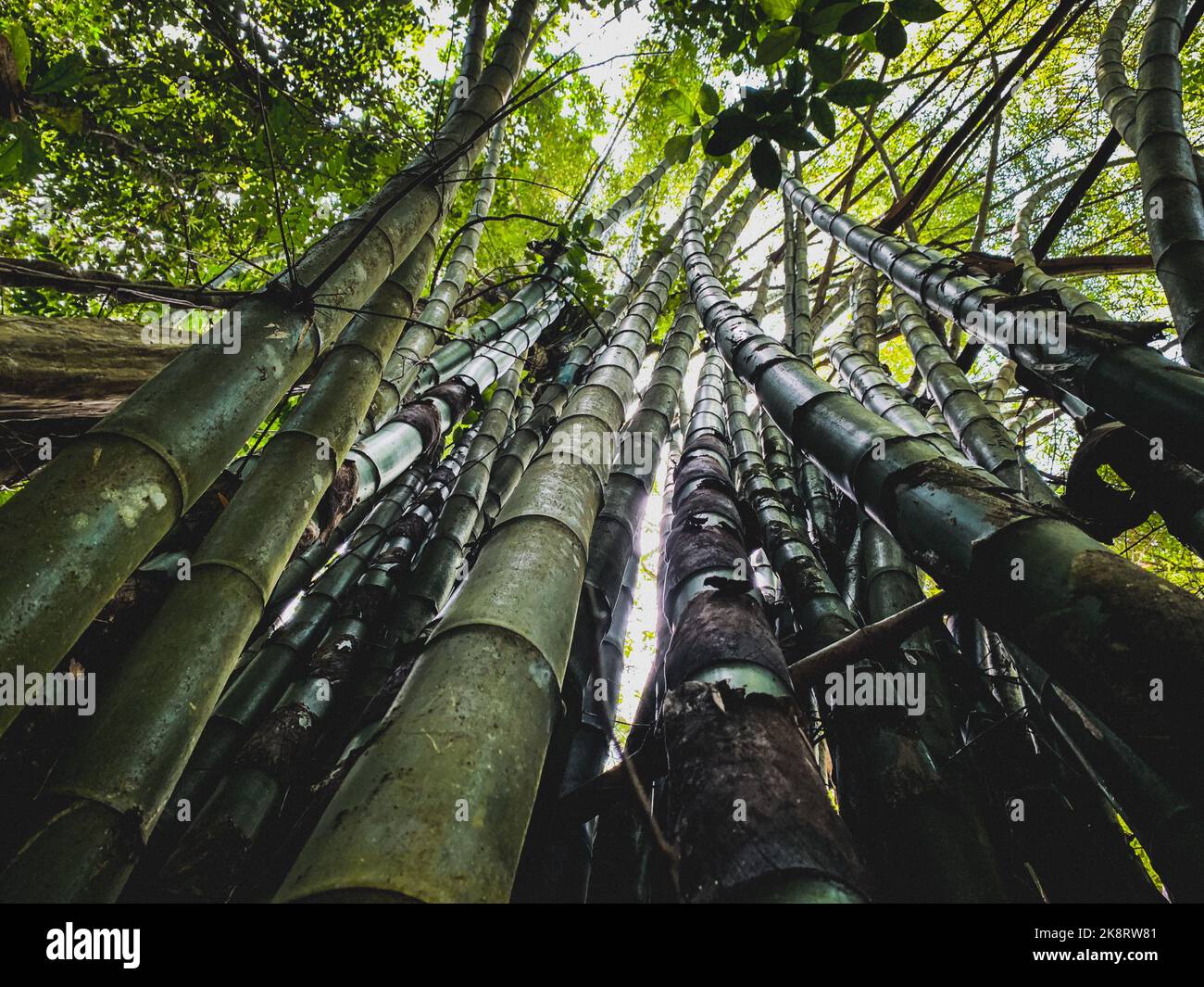 A low angle shot of bamboo trees with long green leaves and thin trunk ...