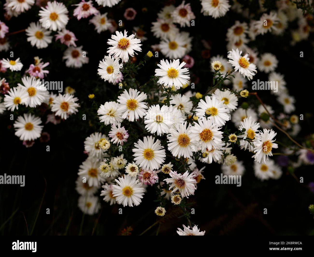 Close up of the white flowers of the autumn flowering deciduous ...