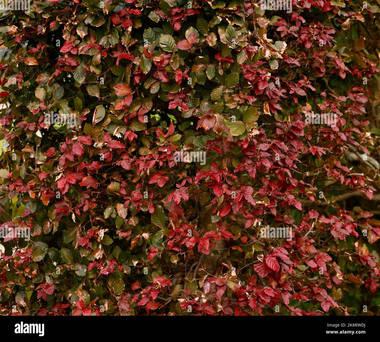 Close up of the purple bronze leaves of the large growing deciduous ...