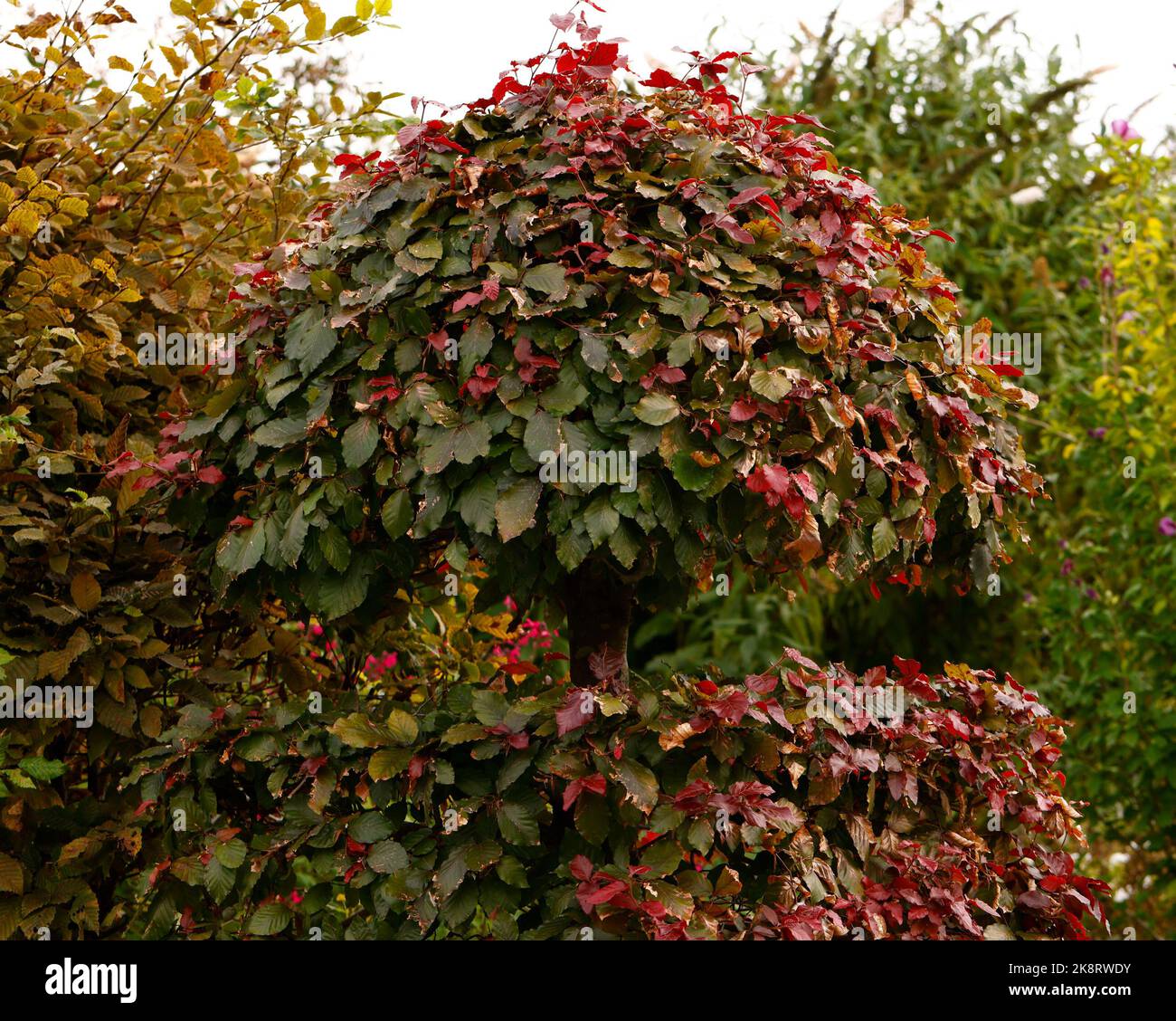 Round topped hedge hi-res stock photography and images - Alamy