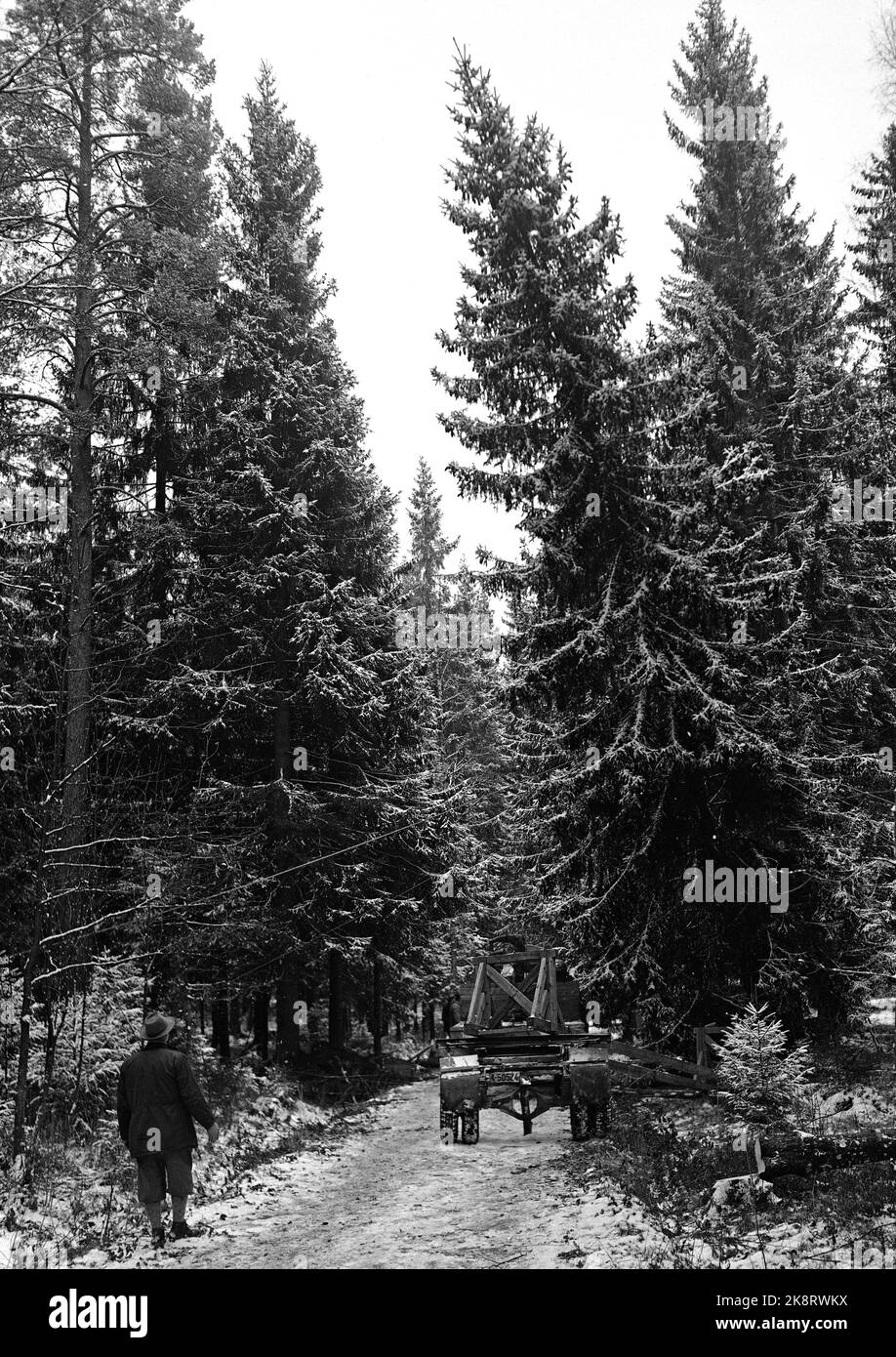 Oslo 19551130 The Christmas tree that will adorn Trafalgar Square in ...