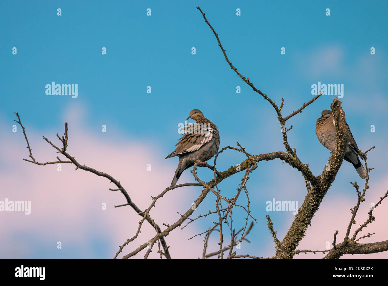 A scenic shot of two white-winged doves sitting on branches and looking ...