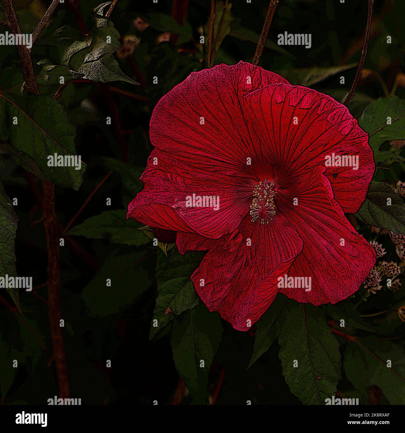 Illustration of a large red flower of the herbaceous perennial garden ...