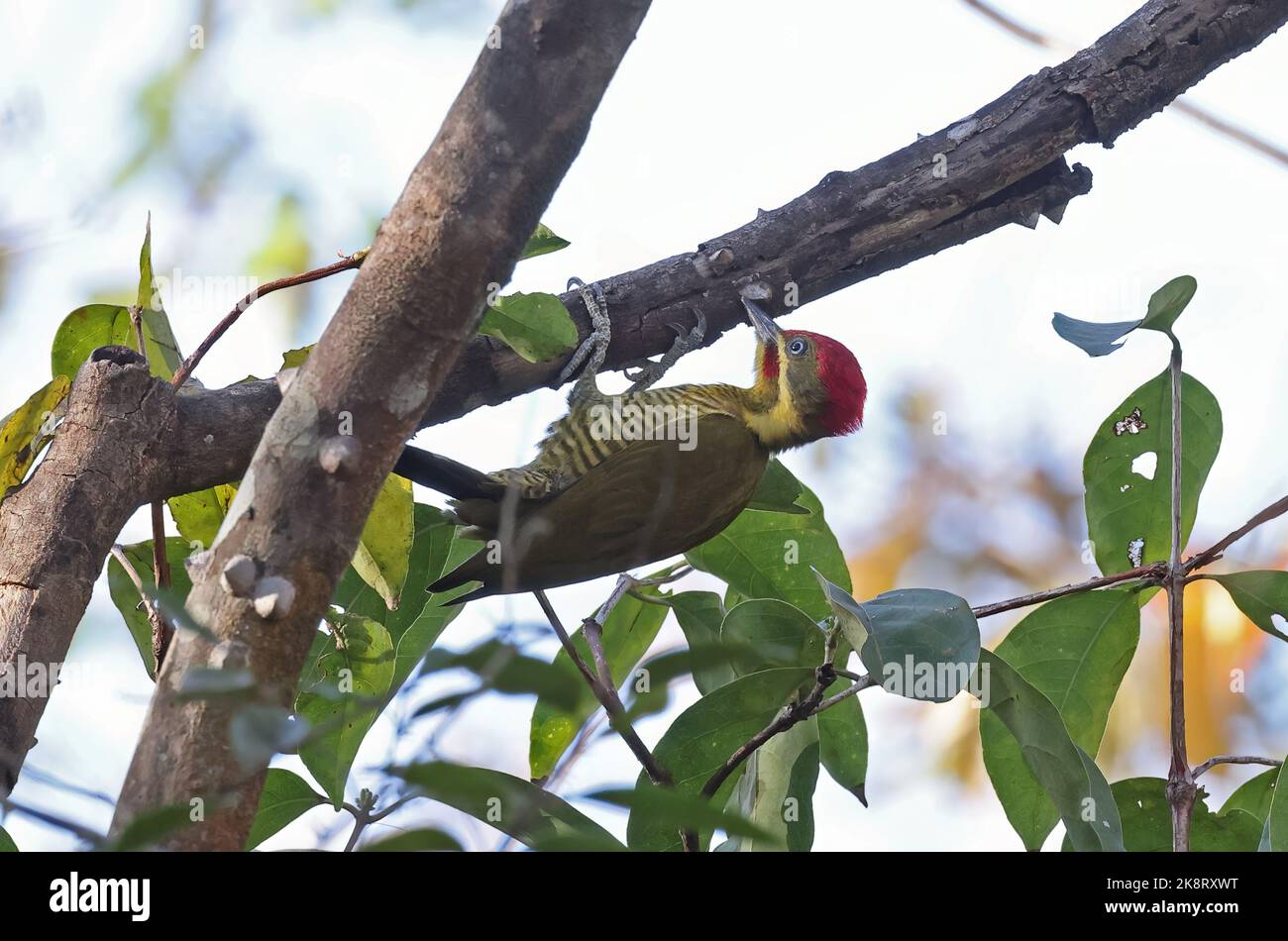 Golden-green Woodpecker (Piculus Chrysochloros) adult male clinging under dead branch Cuiaba ...