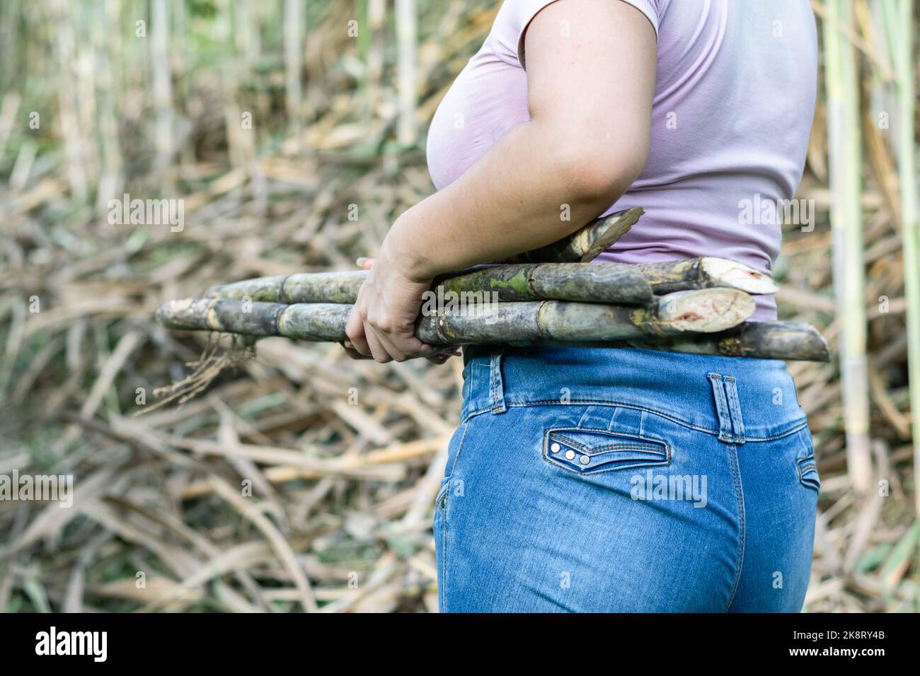 beautiful young latina woman working in the middle of a sugar cane crop ...
