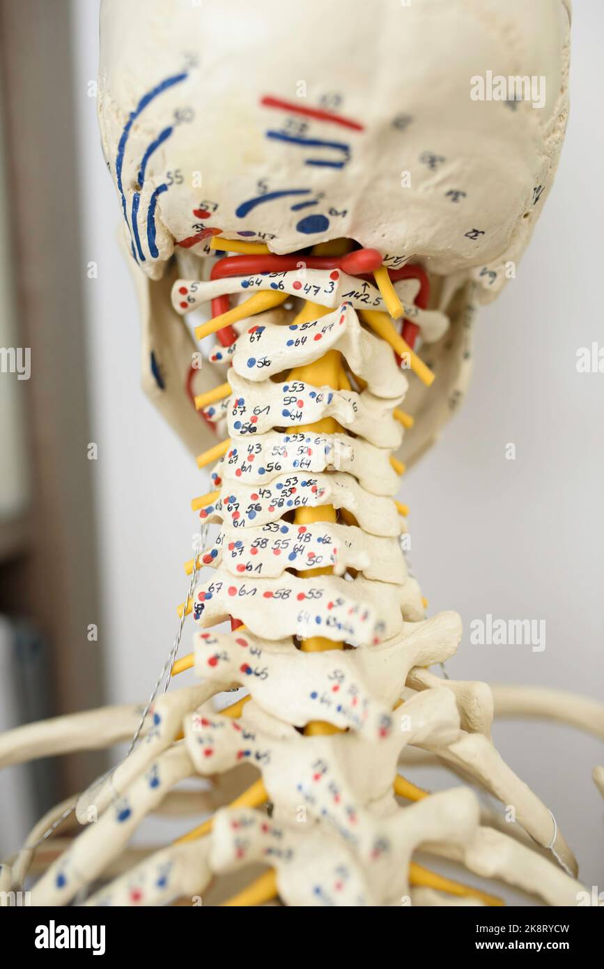 Anatomical purposes hi-res stock photography and images - Alamy