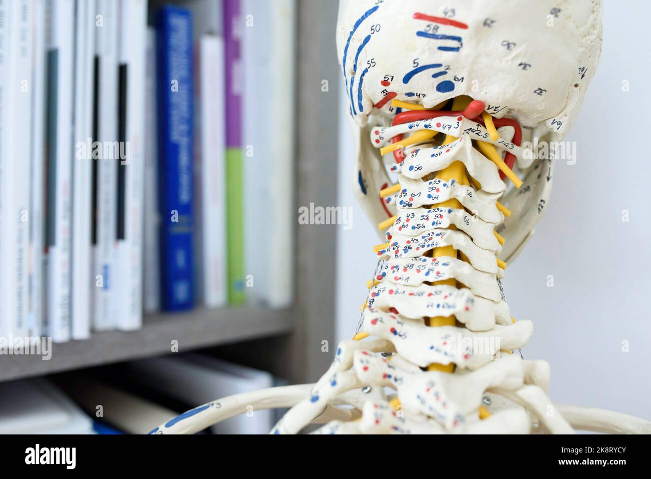 A closeup shot of an anatomical skeleton model for medical purposes ...