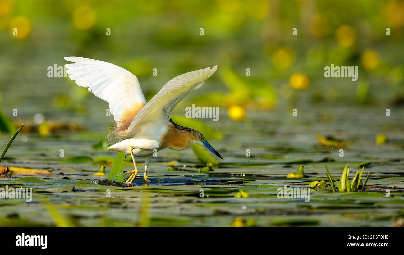 A pond heron in the swamps of the Danube Delta in Romania Stock Photo ...