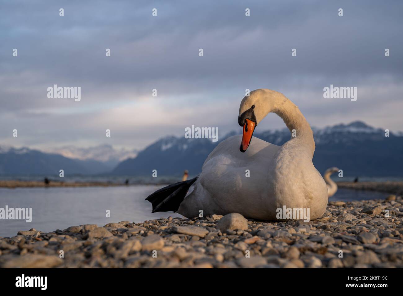 Swan resting on beach. Front view of one mute swan. Cygnus olor Stock ...