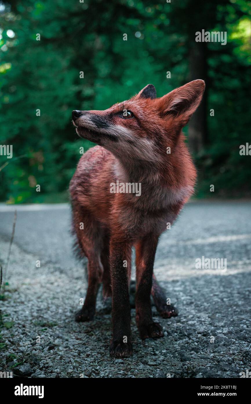A vertical shot of a ginger fox on a rocky ground Stock Photo - Alamy