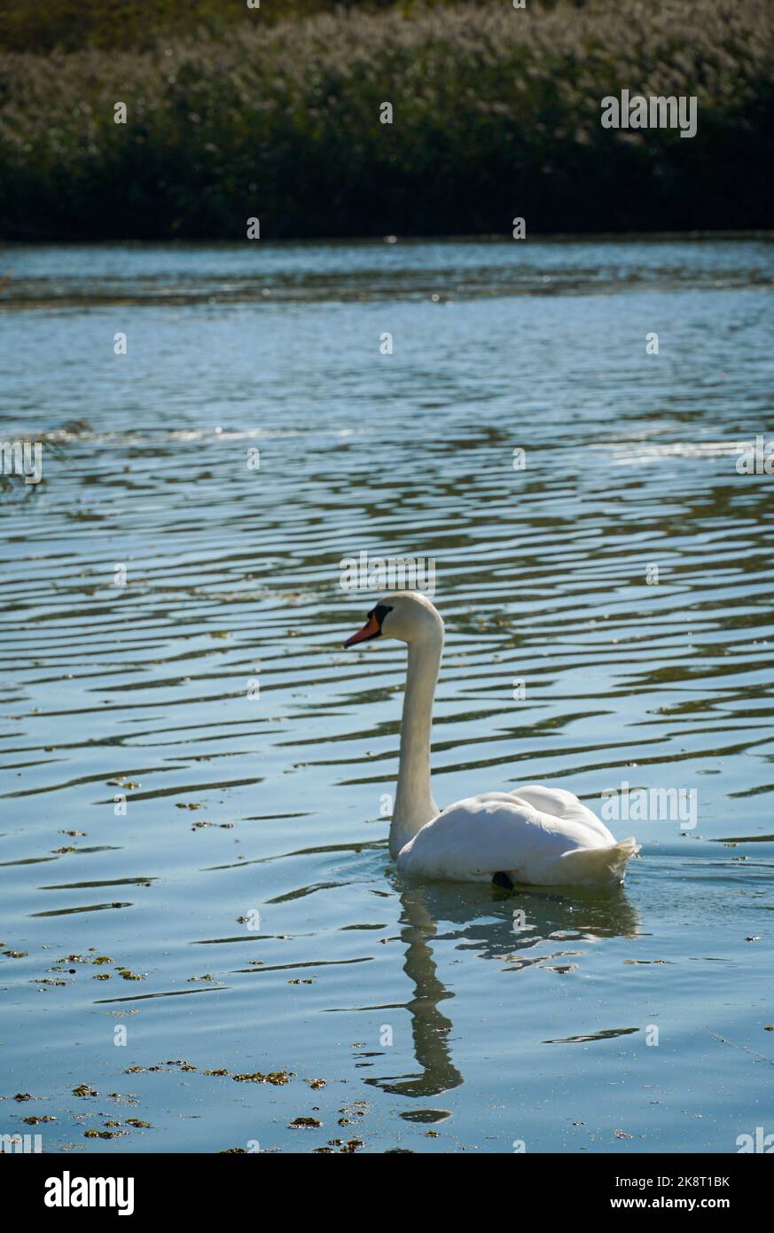 A vertical shot of a white swan in a pond Stock Photo - Alamy
