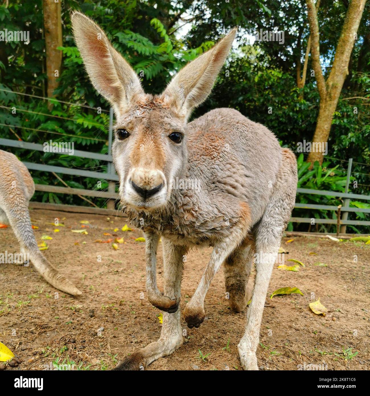 A close-up shot of a cute kangaroo staring right at the camera Stock ...