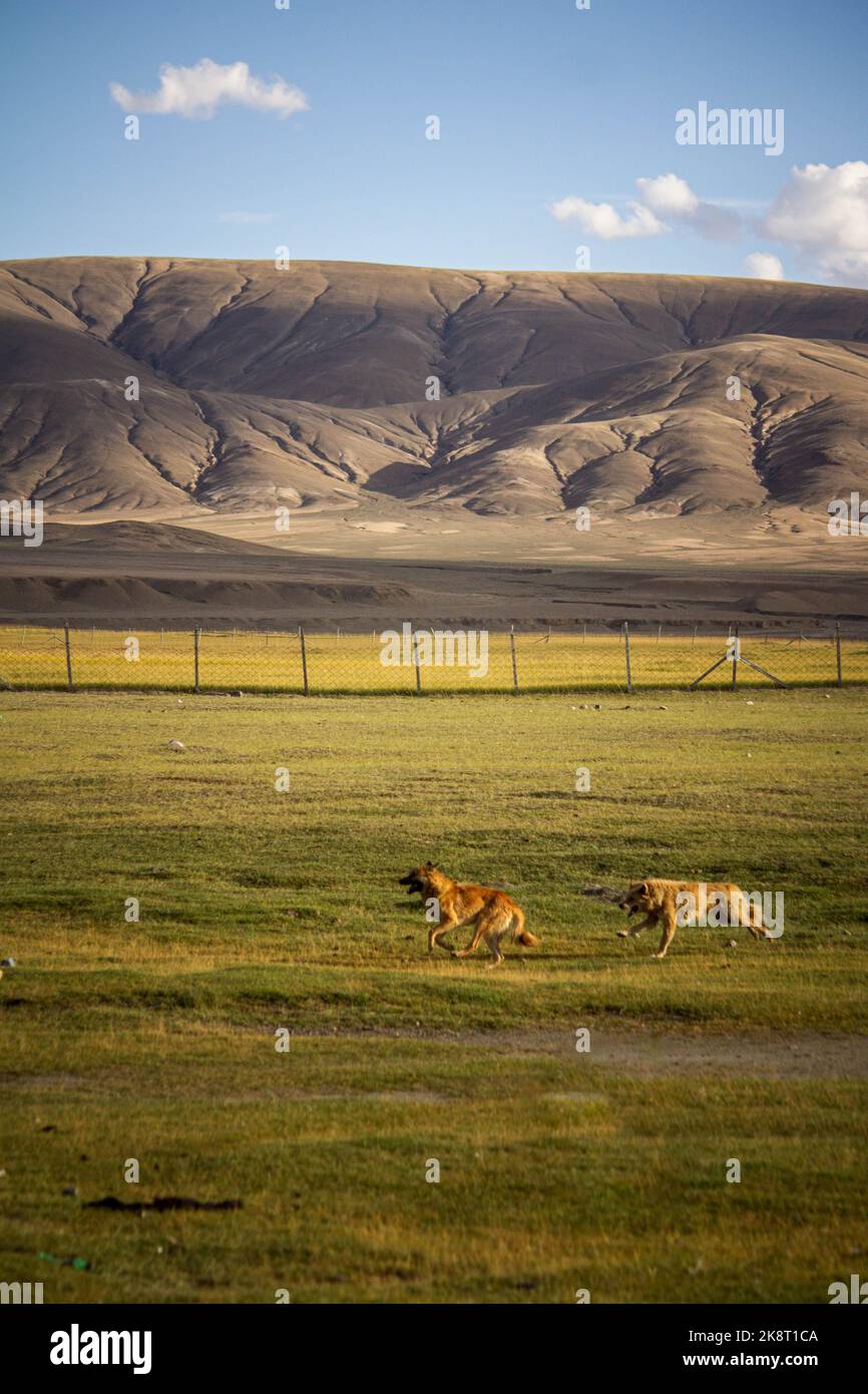 A vertical shot of dogs running in the open field in Ladakh, North ...