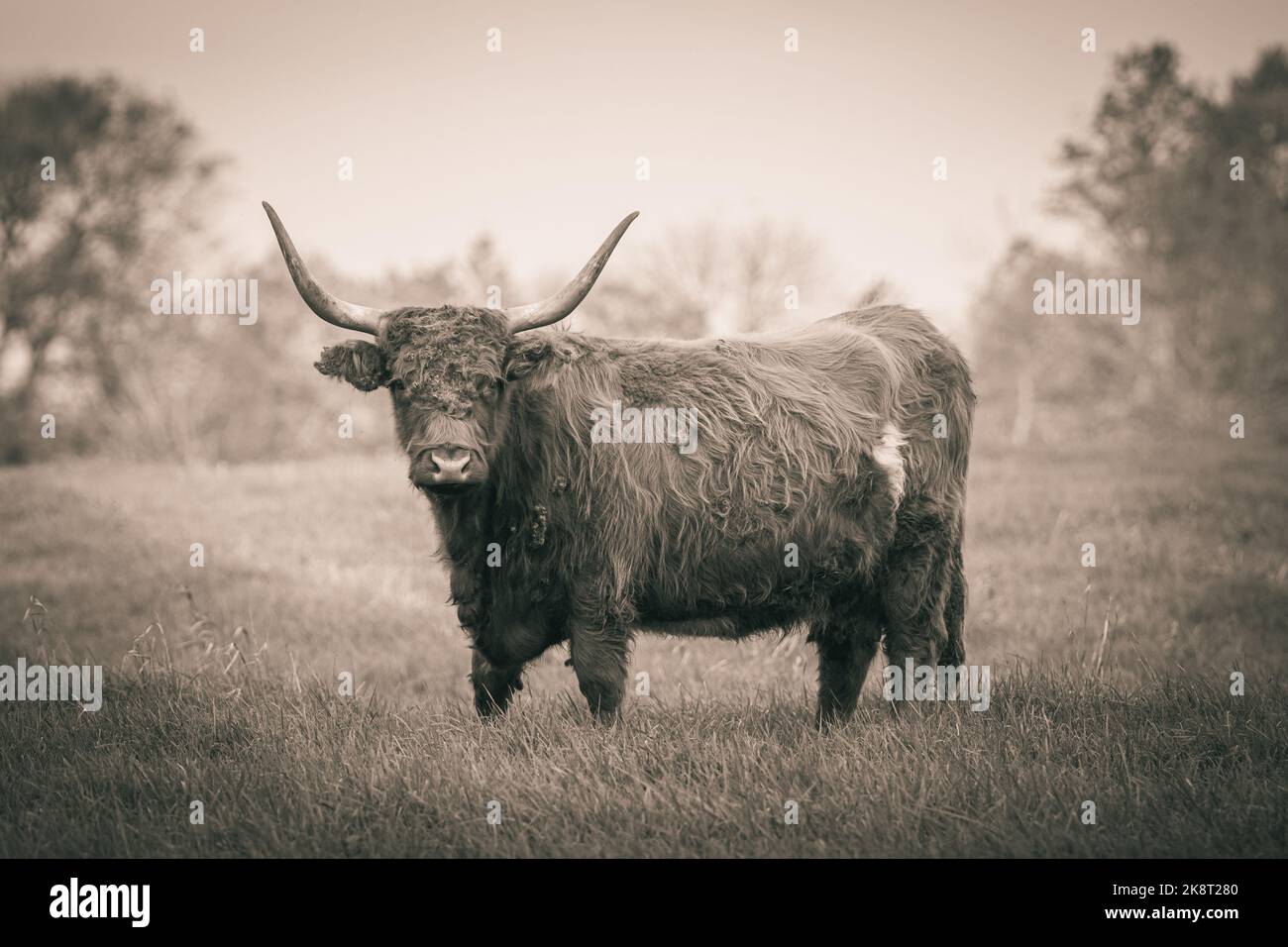 A grayscale shot of shaggy Highland cattle in the field Stock Photo - Alamy