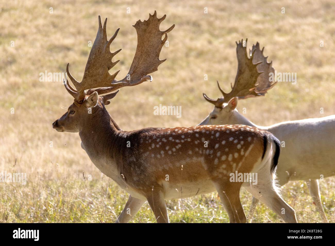 The two European fallow deer wandering in Danish woods Stock Photo - Alamy