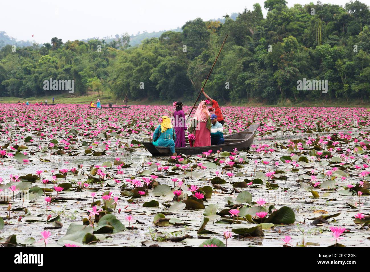 Shapla flowers hi-res stock photography and images - Alamy