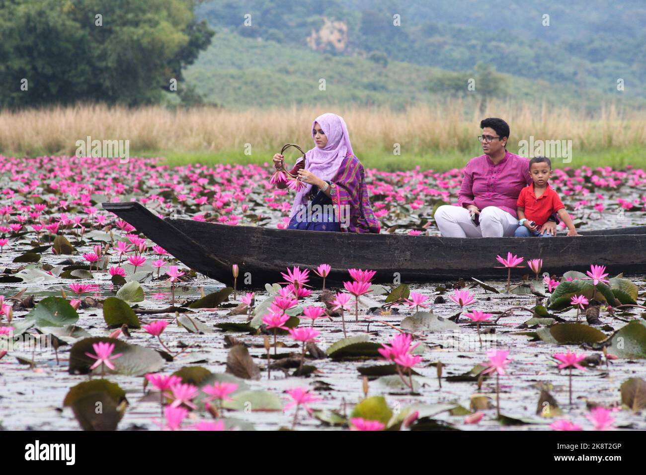 Shapla flowers hi-res stock photography and images - Alamy