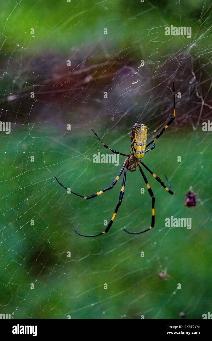 A vertical closeup shot of a Joro spider (Trichonephila clavata) on the ...
